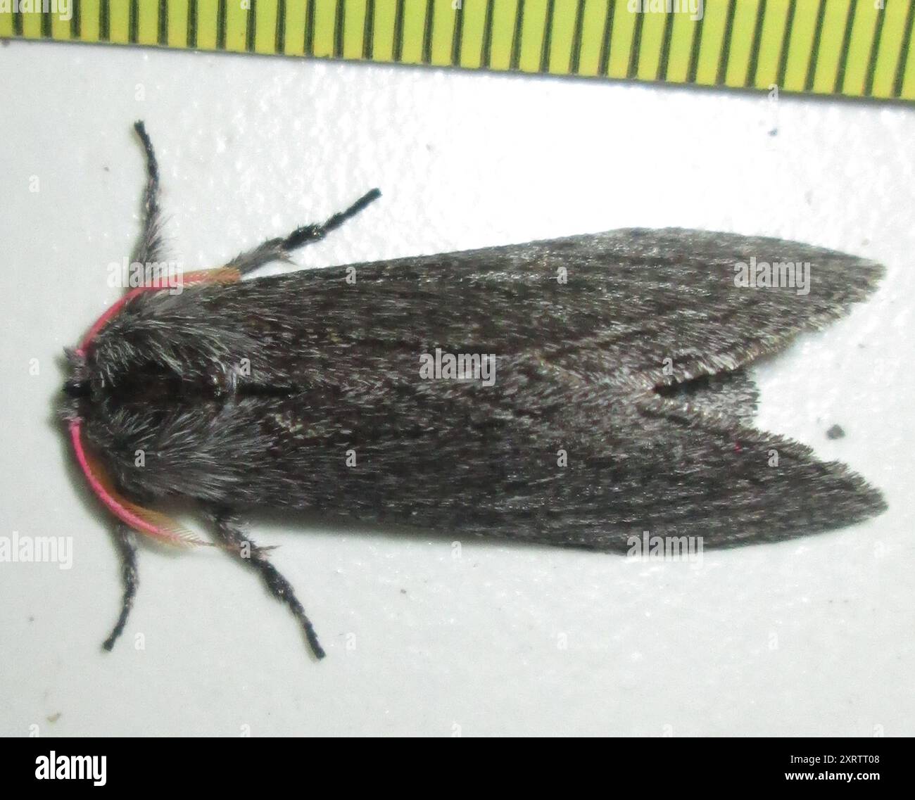 Butterflies and Moths (Lepidoptera) Insecta Stock Photo - Alamy