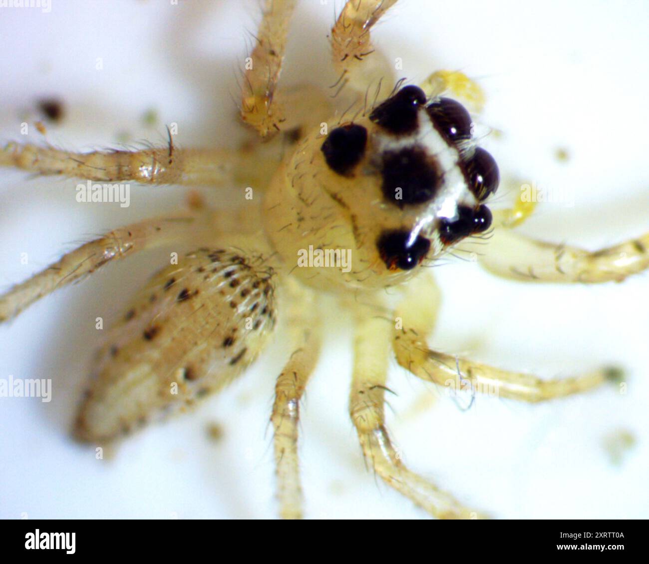 Sylvan Jumping Spider (Colonus sylvanus) Arachnida Stock Photo - Alamy