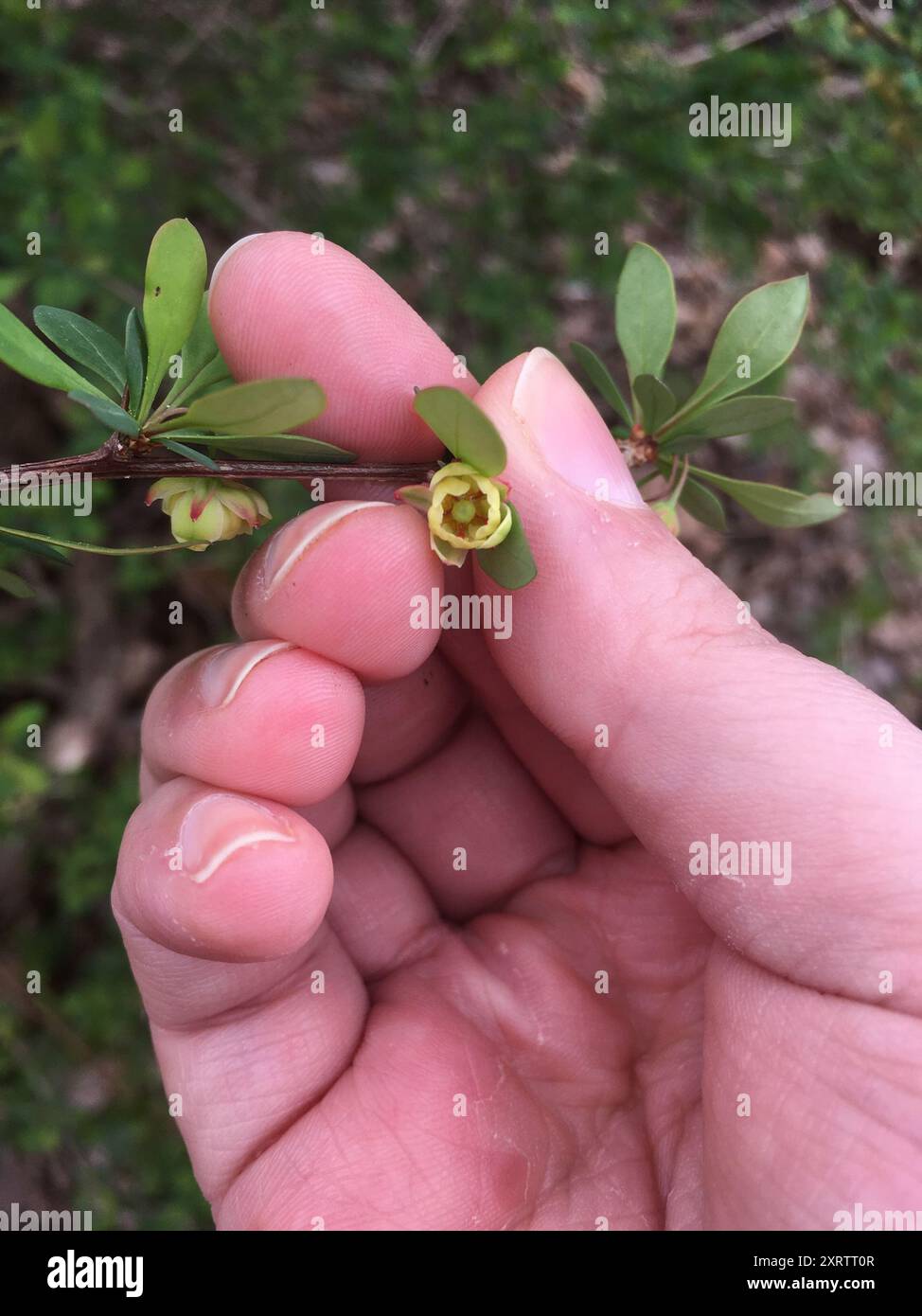 Japanese barberry (Berberis thunbergii) Plantae Stock Photo - Alamy