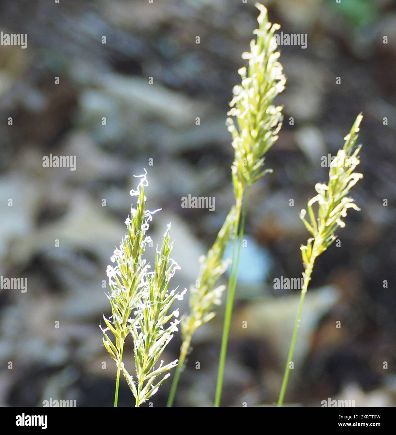 sweet vernal grass (Anthoxanthum odoratum) Plantae Stock Photo - Alamy