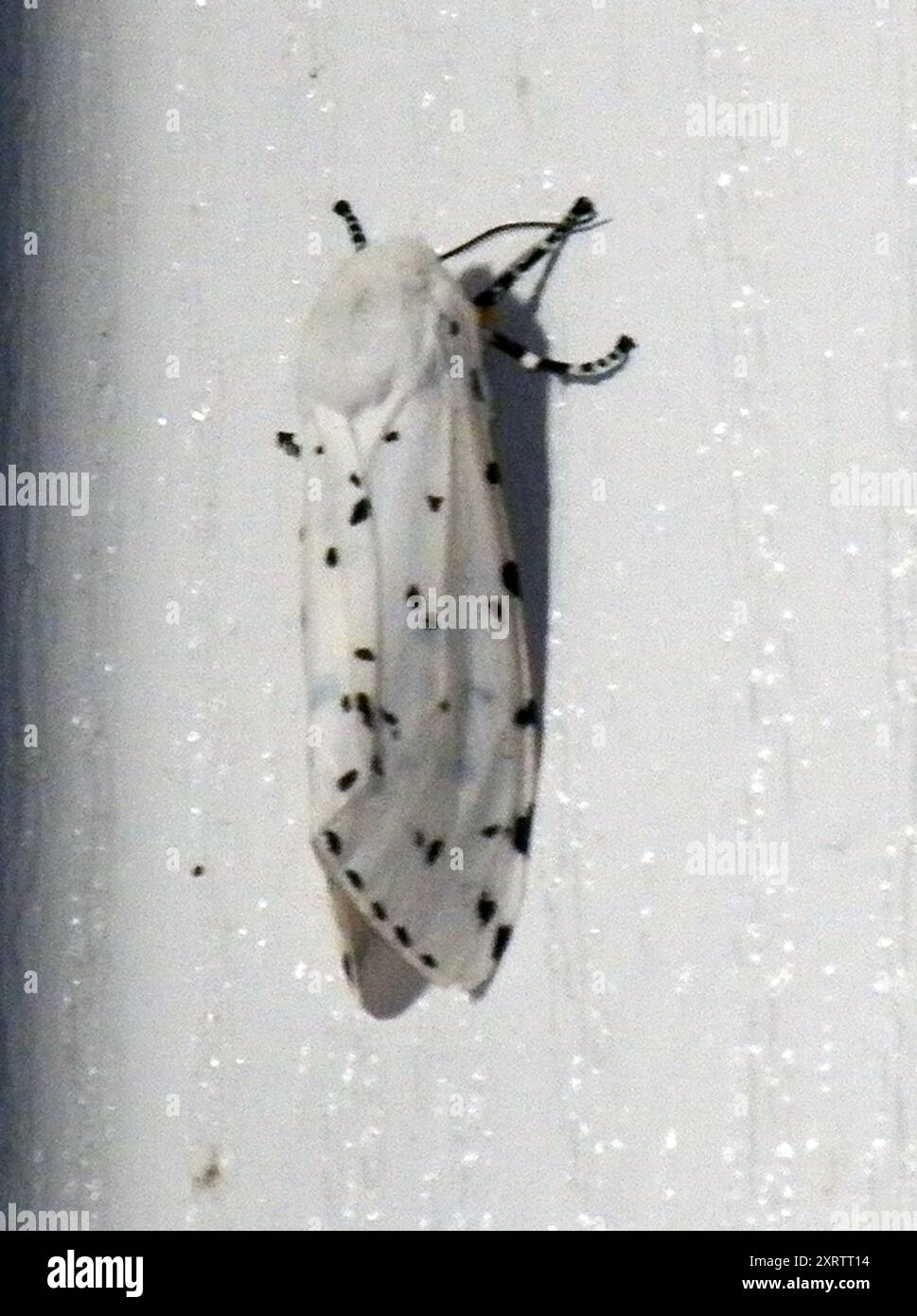 Salt Marsh Moth (Estigmene acrea) Insecta Stock Photo - Alamy