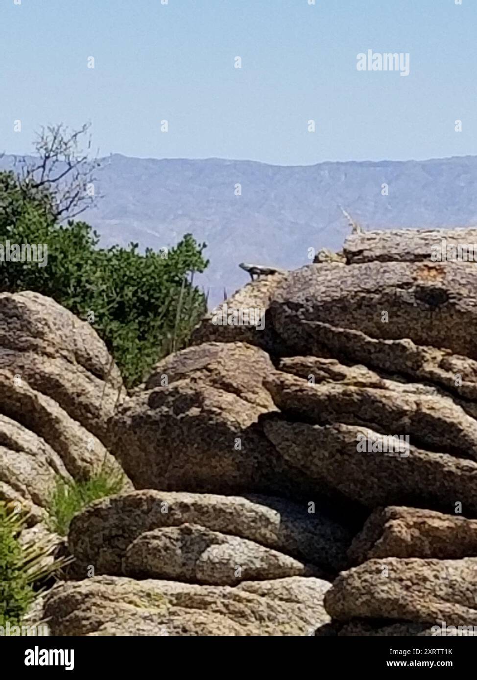 Desert Spiny Lizard (Sceloporus magister) Reptilia Stock Photo - Alamy