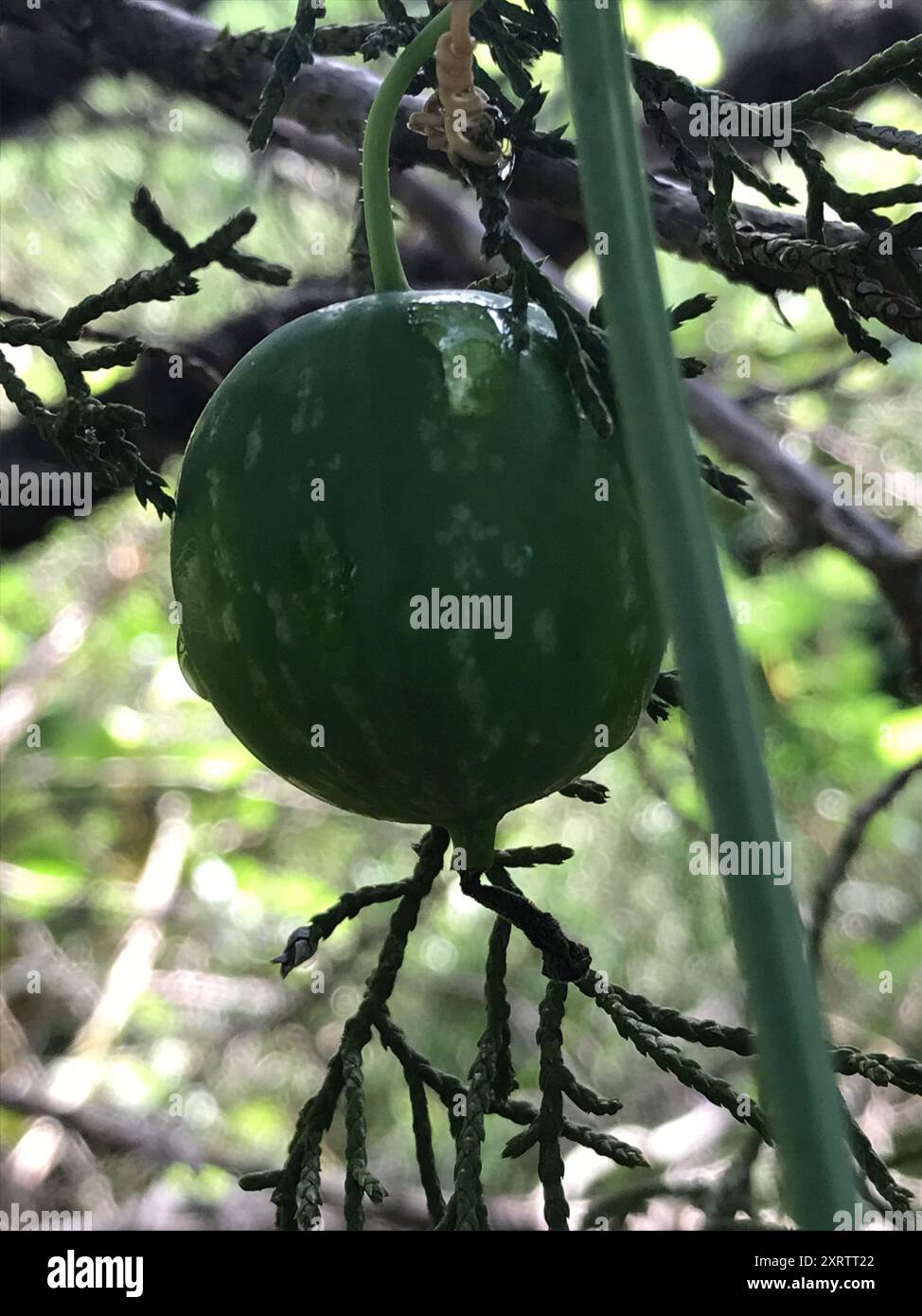 snake apple (Ibervillea lindheimeri) Plantae Stock Photo - Alamy