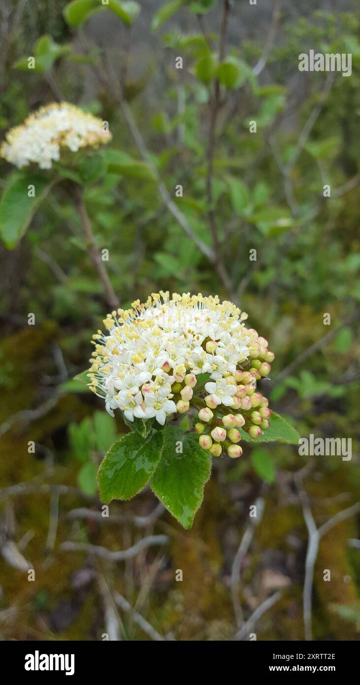 Wayfaring-tree (Viburnum lantana) Plantae Stock Photo - Alamy