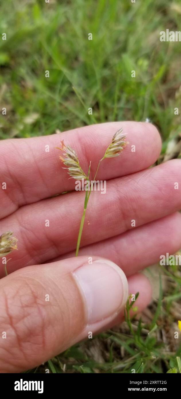 buffalograss (Bouteloua dactyloides) Plantae Stock Photo - Alamy