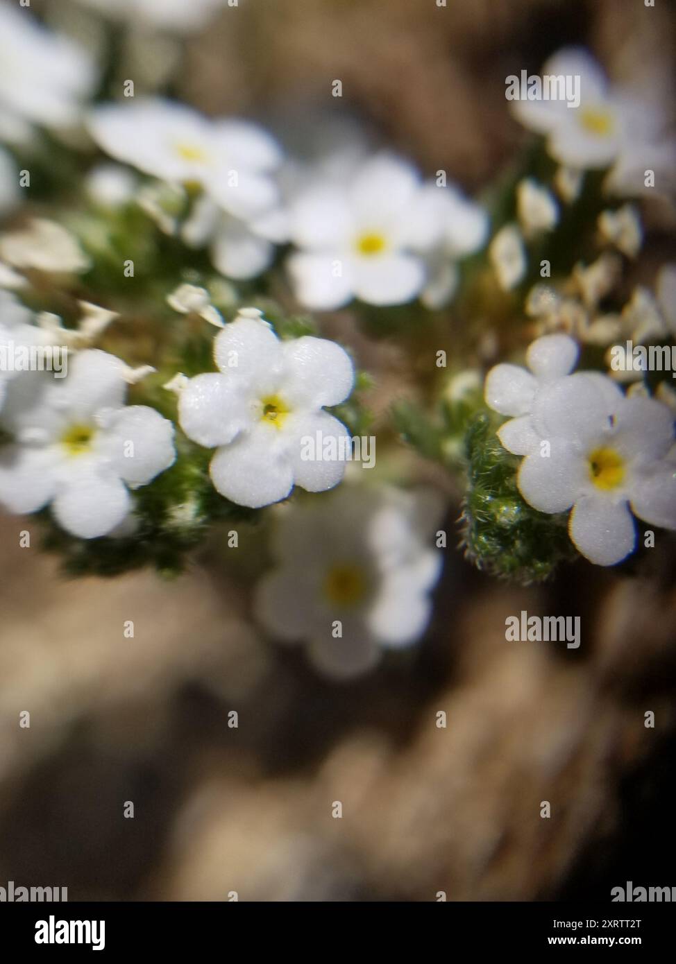 Clearwater cryptantha (Cryptantha intermedia) Plantae Stock Photo - Alamy