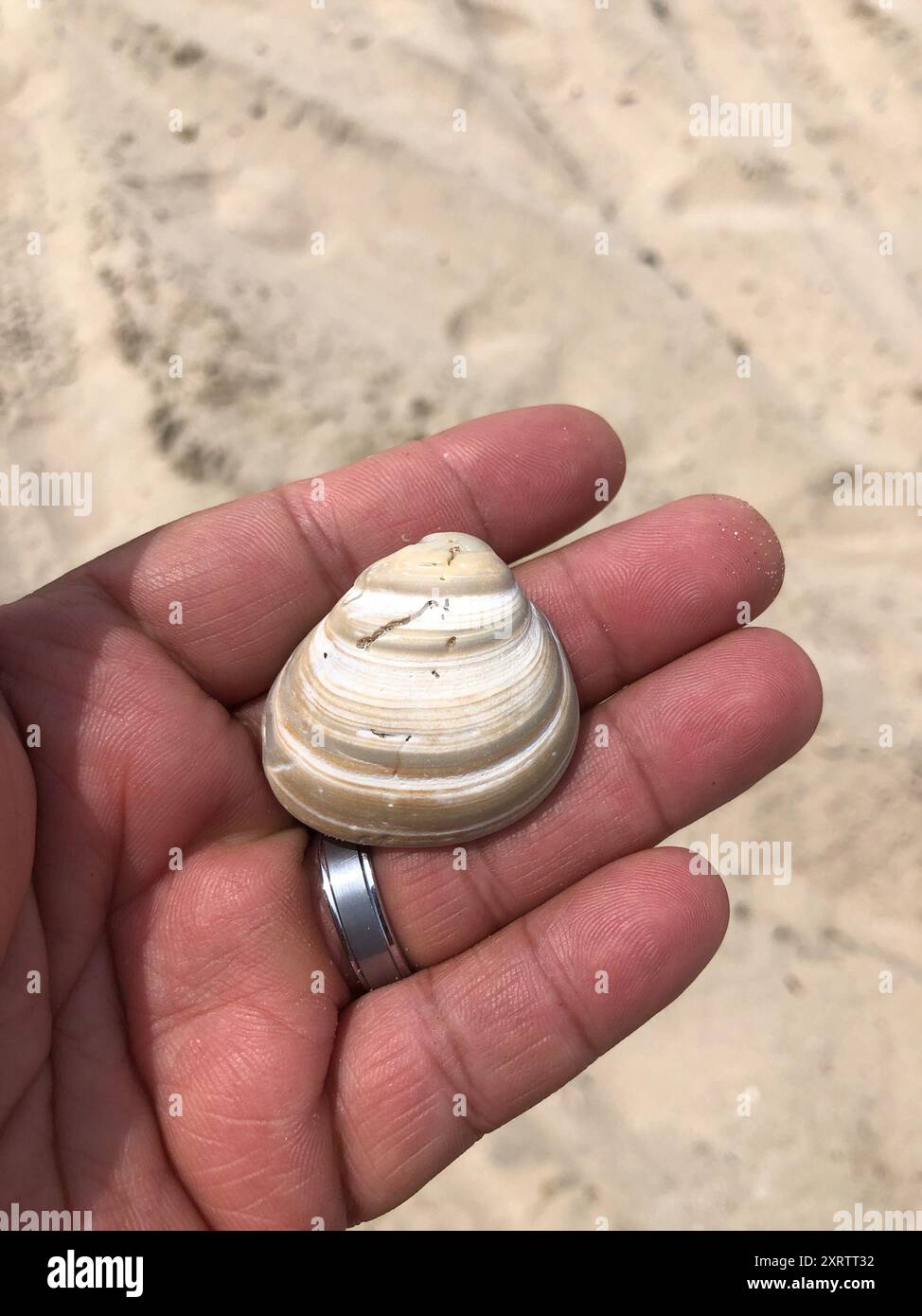 Atlantic Rangia (Rangia cuneata) Mollusca Stock Photo - Alamy