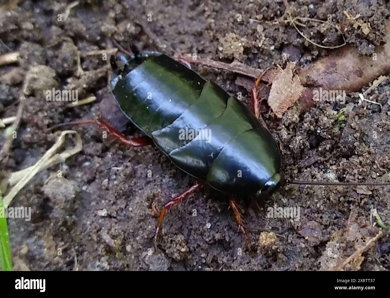 Dark Wood Cockroach (Ischnoptera deropeltiformis) Insecta Stock Photo ...