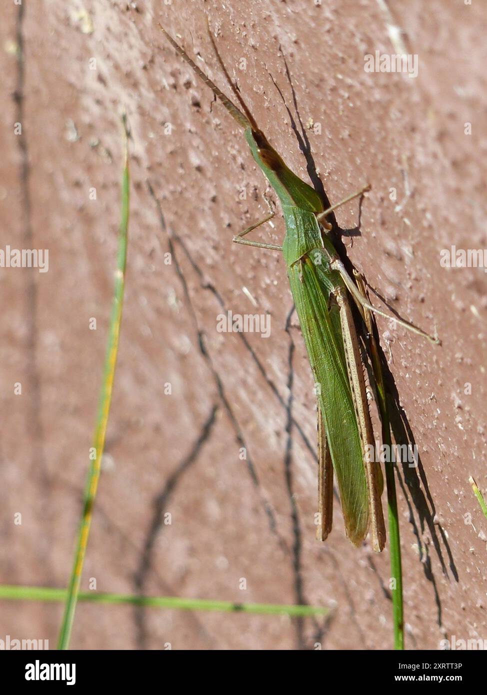 Mediterranean Slant-faced Grasshopper (Acrida ungarica) Insecta Stock ...