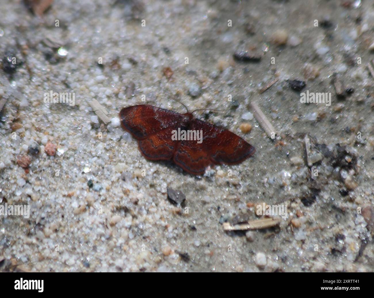 Dark-ribboned Wave Moth (Leptostales rubromarginaria) Insecta Stock ...