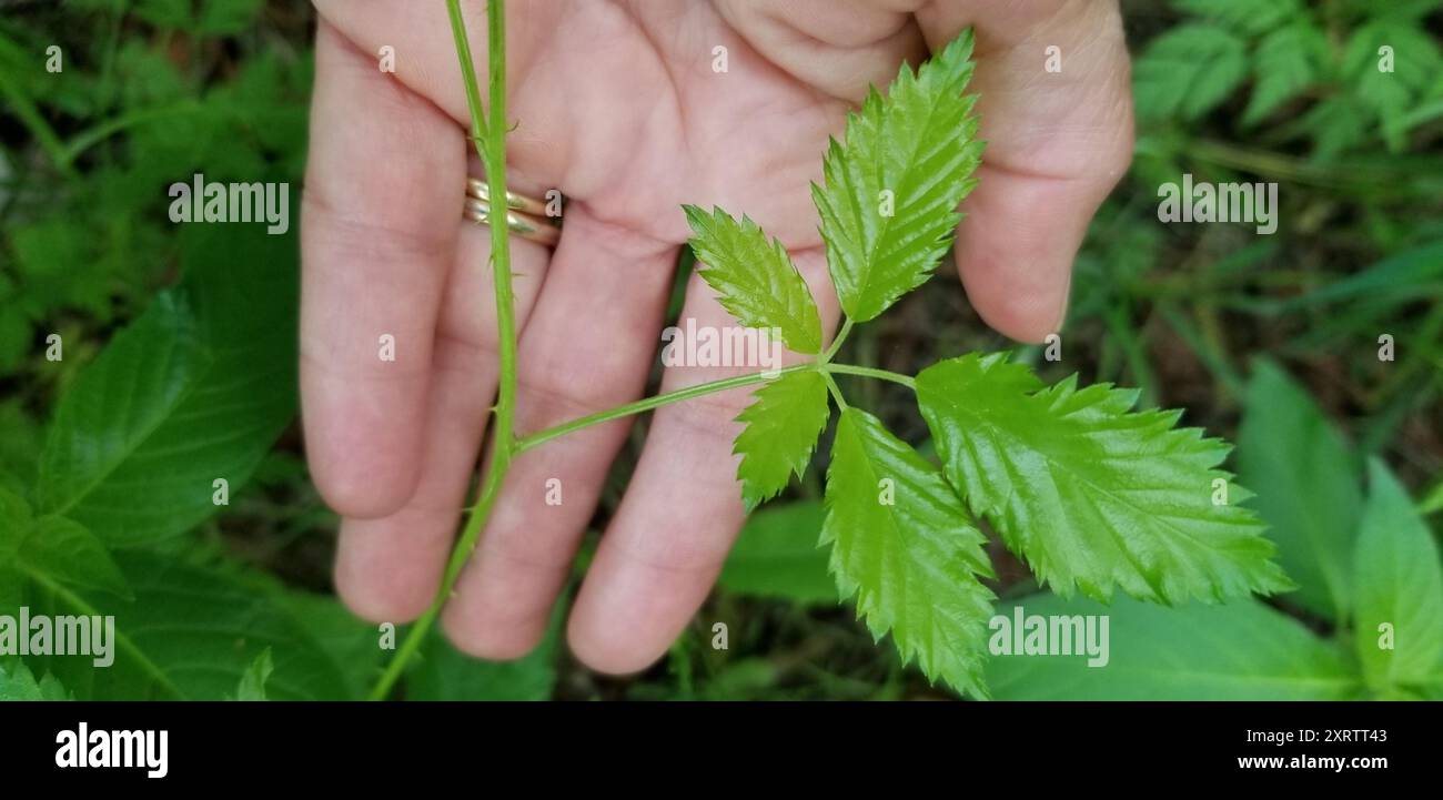 southern dewberry (Rubus trivialis) Plantae Stock Photo - Alamy