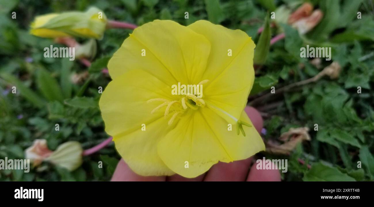 Stemless Evening Primrose (Oenothera triloba) Plantae Stock Photo - Alamy