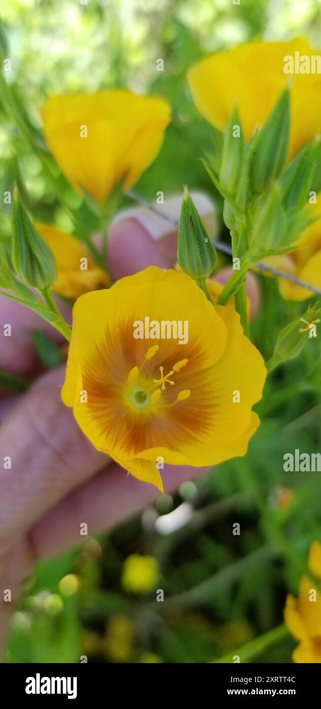 Yellow Flax (Linum rigidum) Plantae Stock Photo - Alamy