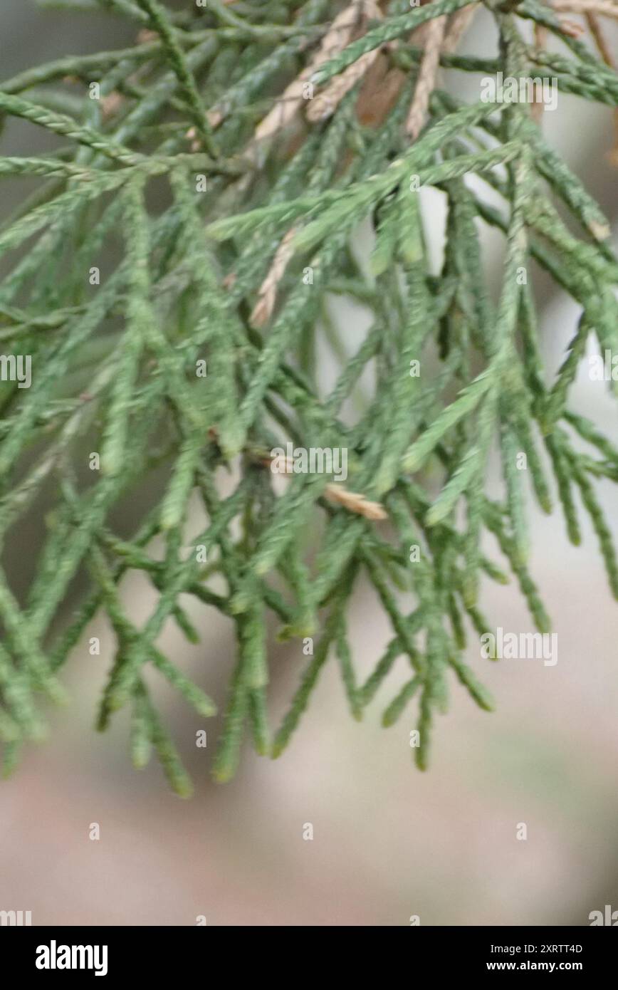 eastern redcedar (Juniperus virginiana) Plantae Stock Photo - Alamy