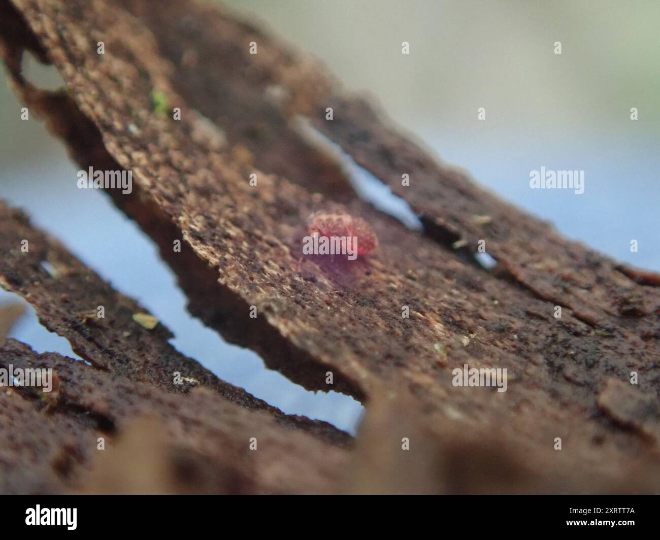 True Hoppers (Auchenorrhyncha) Insecta Stock Photo - Alamy