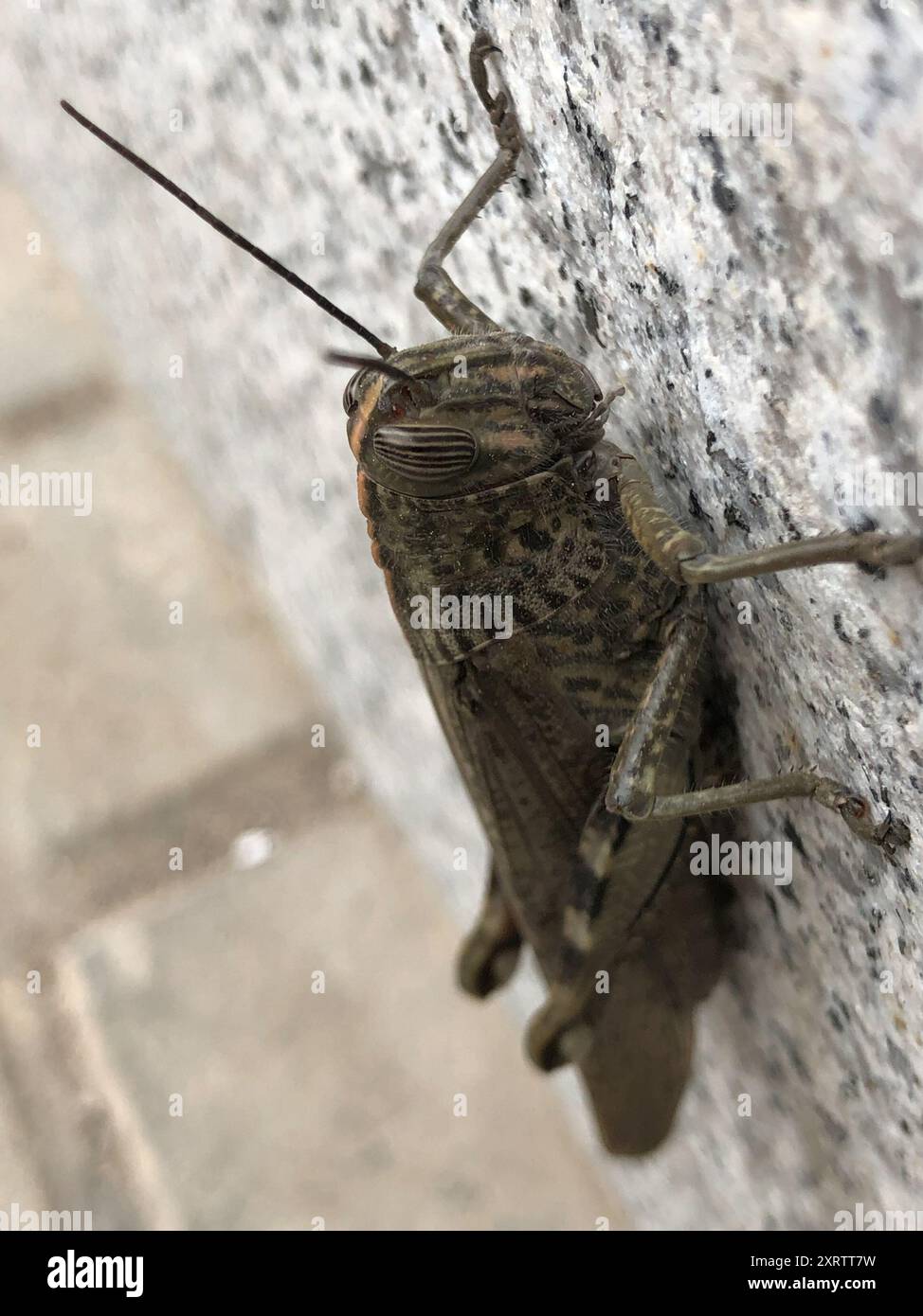 Egyptian Bird Grasshopper (Anacridium aegyptium) Insecta Stock Photo ...
