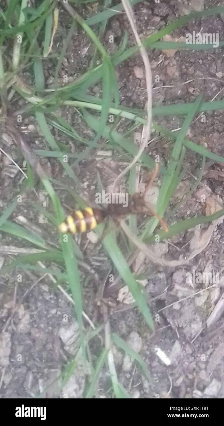 Nomad Bees (Nomada) Insecta Stock Photo - Alamy