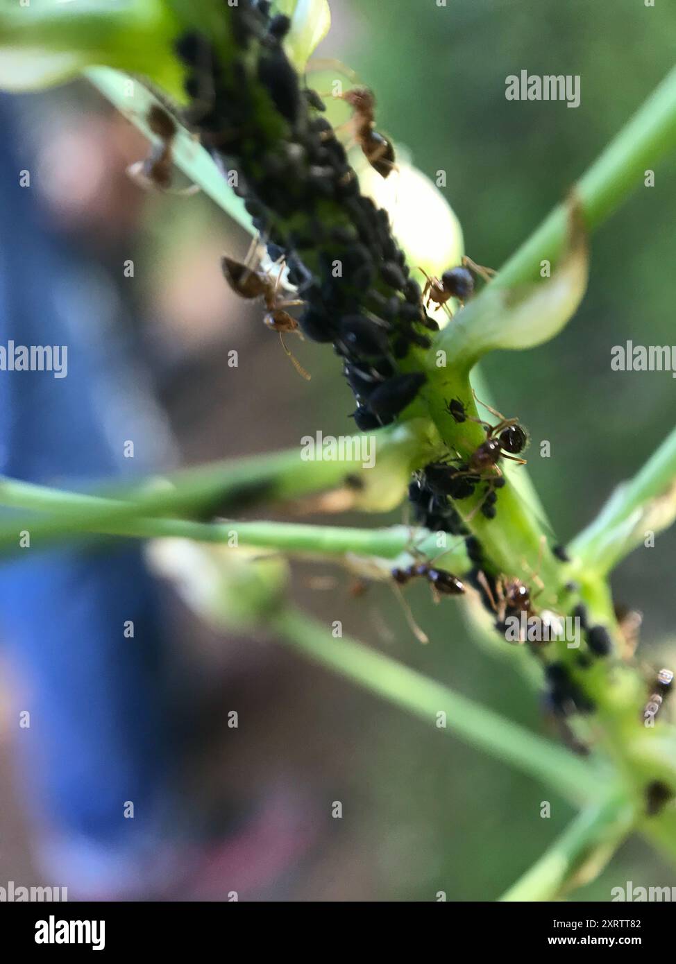 Aphids (Aphididae) Insecta Stock Photo - Alamy