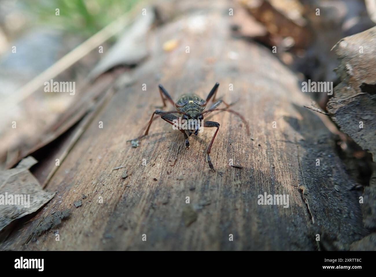 Two-banded Longhorn Beetle (Rhagium bifasciatum) Insecta Stock Photo ...