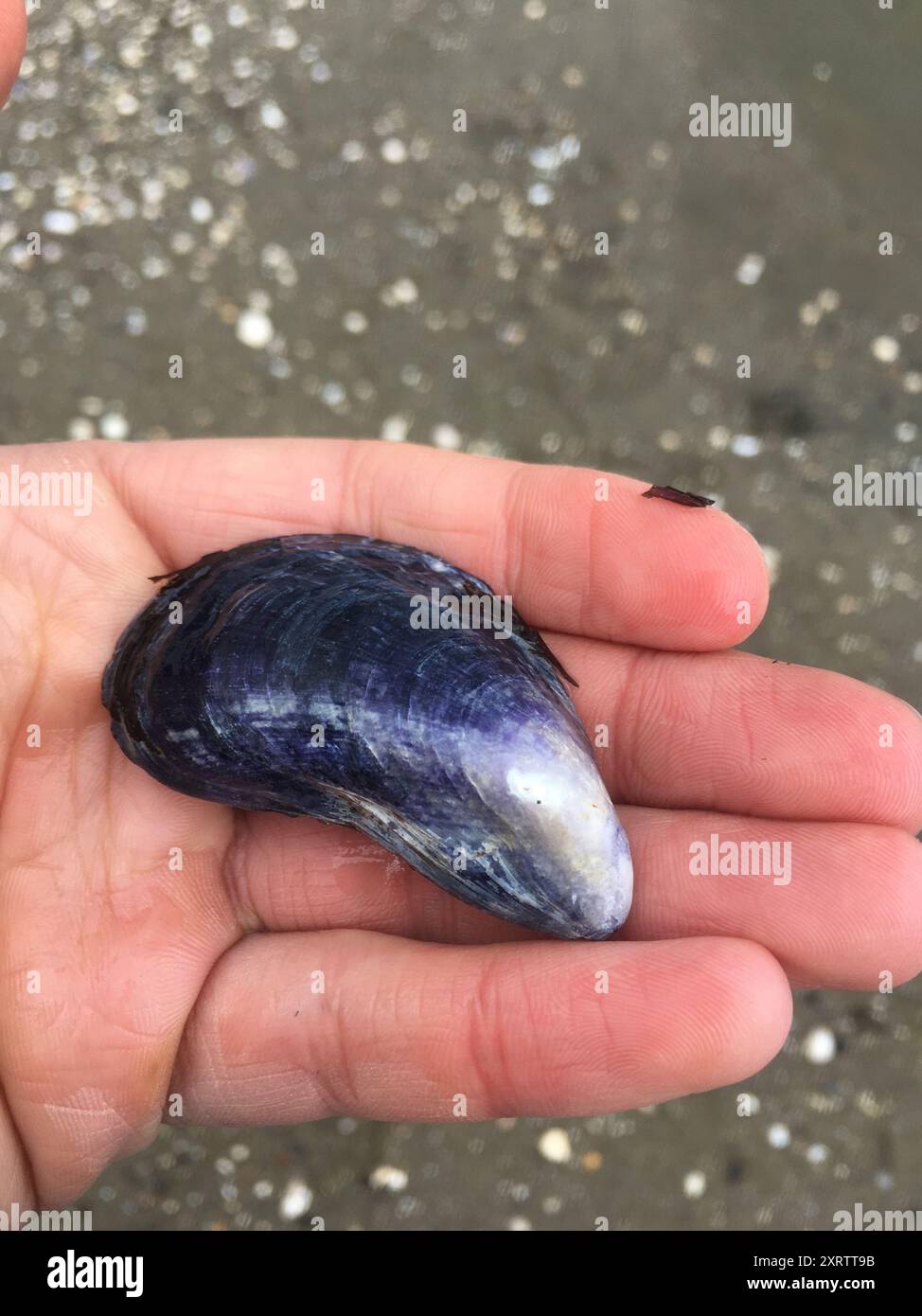 Blue Mussel (Mytilus edulis) Mollusca Stock Photo - Alamy
