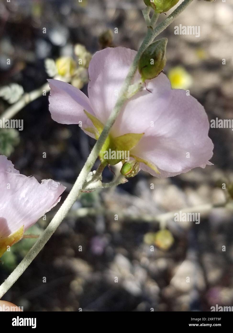 apricot mallow (Sphaeralcea ambigua) Plantae Stock Photo - Alamy
