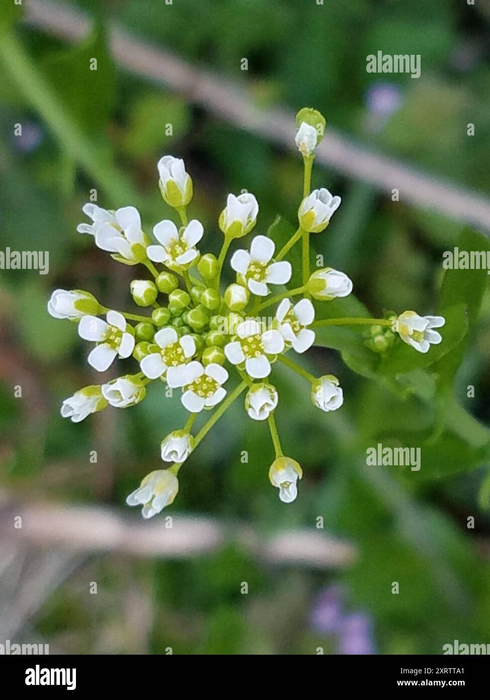 garlic penny-cress (Mummenhoffia alliacea) Plantae Stock Photo - Alamy