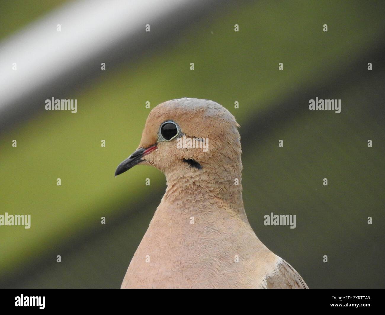 Mourning Dove (Zenaida macroura) Aves Stock Photo - Alamy