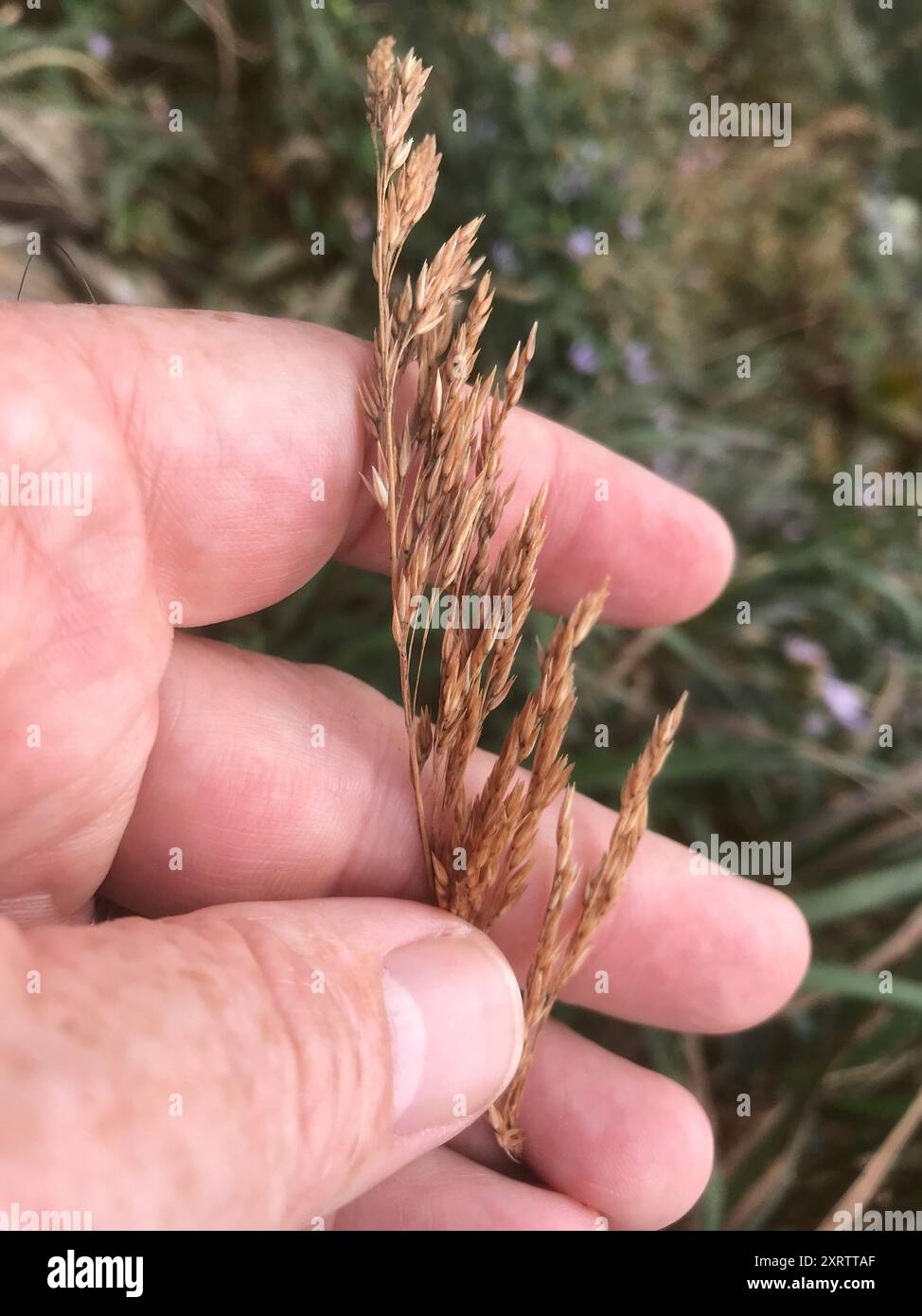 canadian bluejoint (Calamagrostis canadensis) Plantae Stock Photo - Alamy