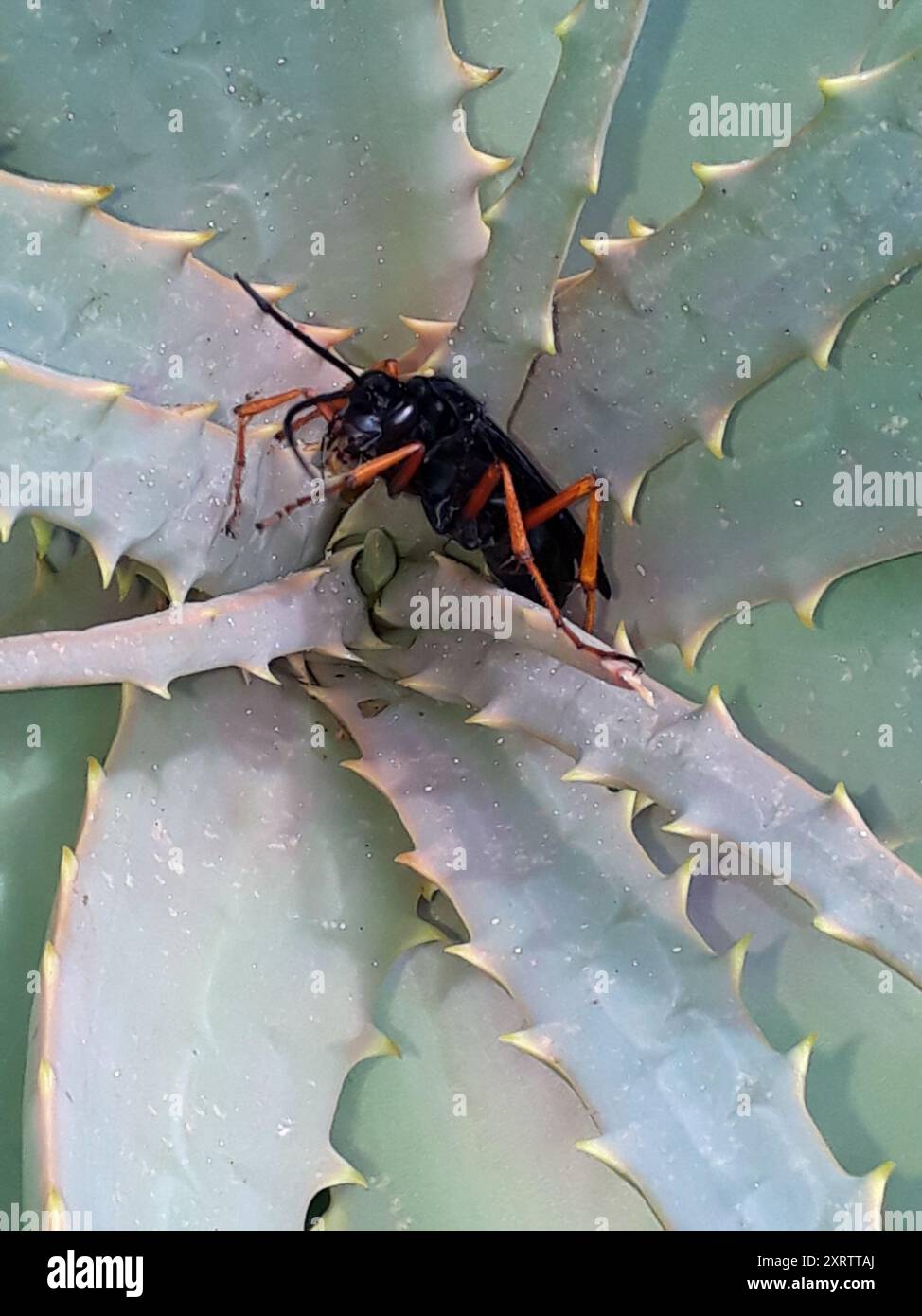 Spider Wasps (Pompilidae) Insecta Stock Photo - Alamy