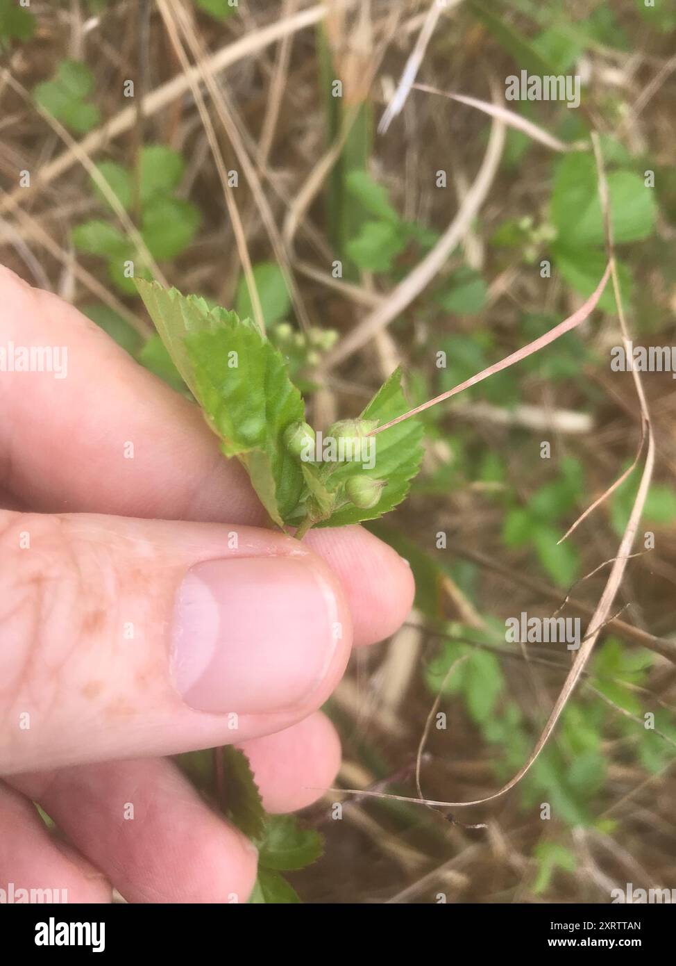Common Dewberry (Rubus flagellaris) Plantae Stock Photo - Alamy
