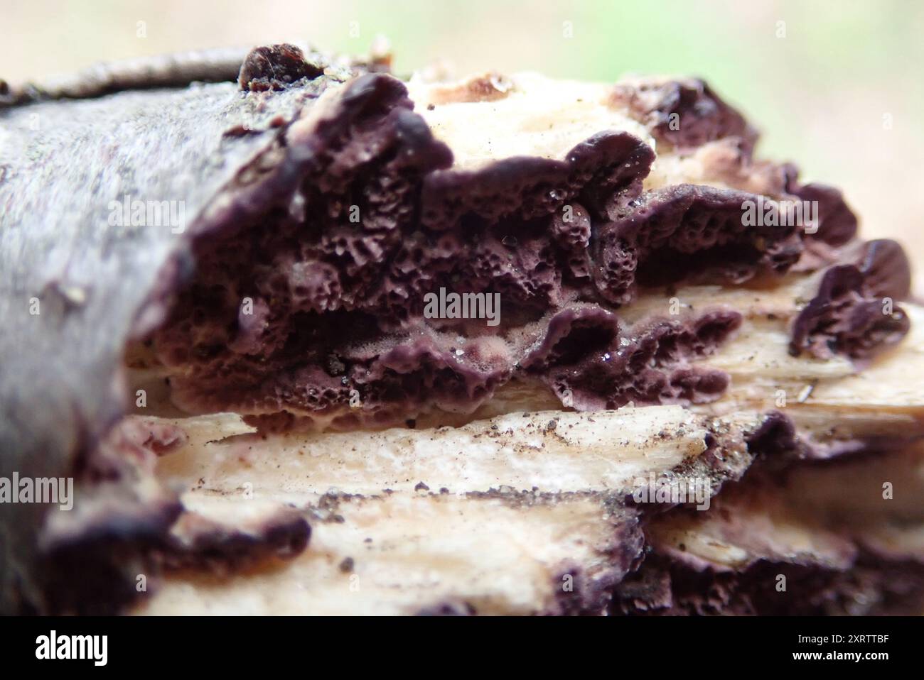 violet-toothed polypore (Trichaptum biforme) Fungi Stock Photo - Alamy