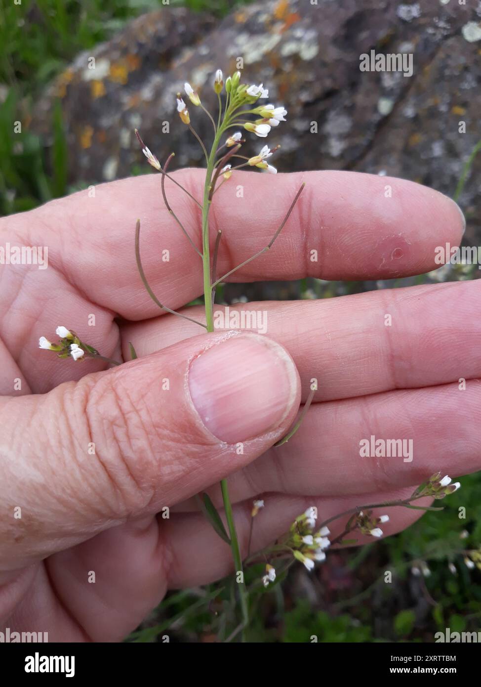 mouse-ear cress (Arabidopsis thaliana) Plantae Stock Photo - Alamy