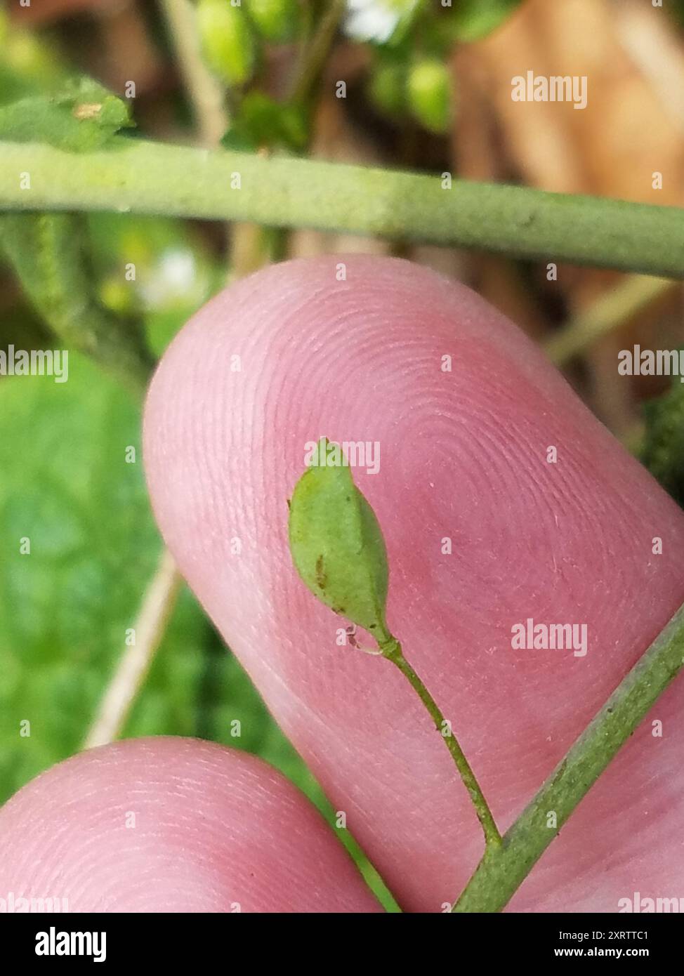 garlic penny-cress (Mummenhoffia alliacea) Plantae Stock Photo - Alamy