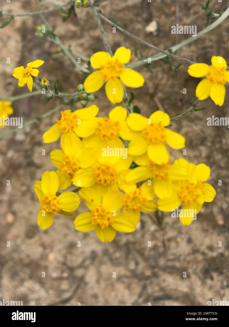 Golden Yarrow (Eriophyllum confertiflorum) Plantae Stock Photo - Alamy