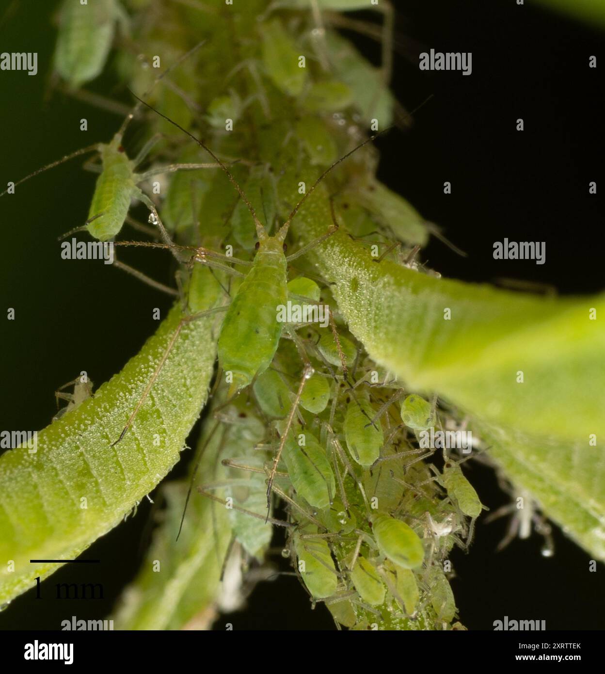 Potato Aphid (Macrosiphum euphorbiae) Insecta Stock Photo - Alamy