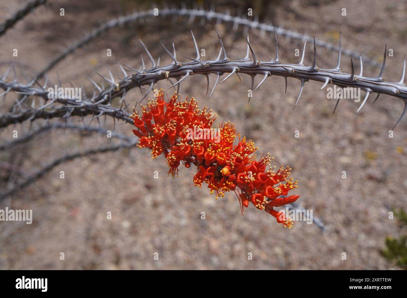 ocotillo (Fouquieria splendens) Plantae Stock Photo - Alamy