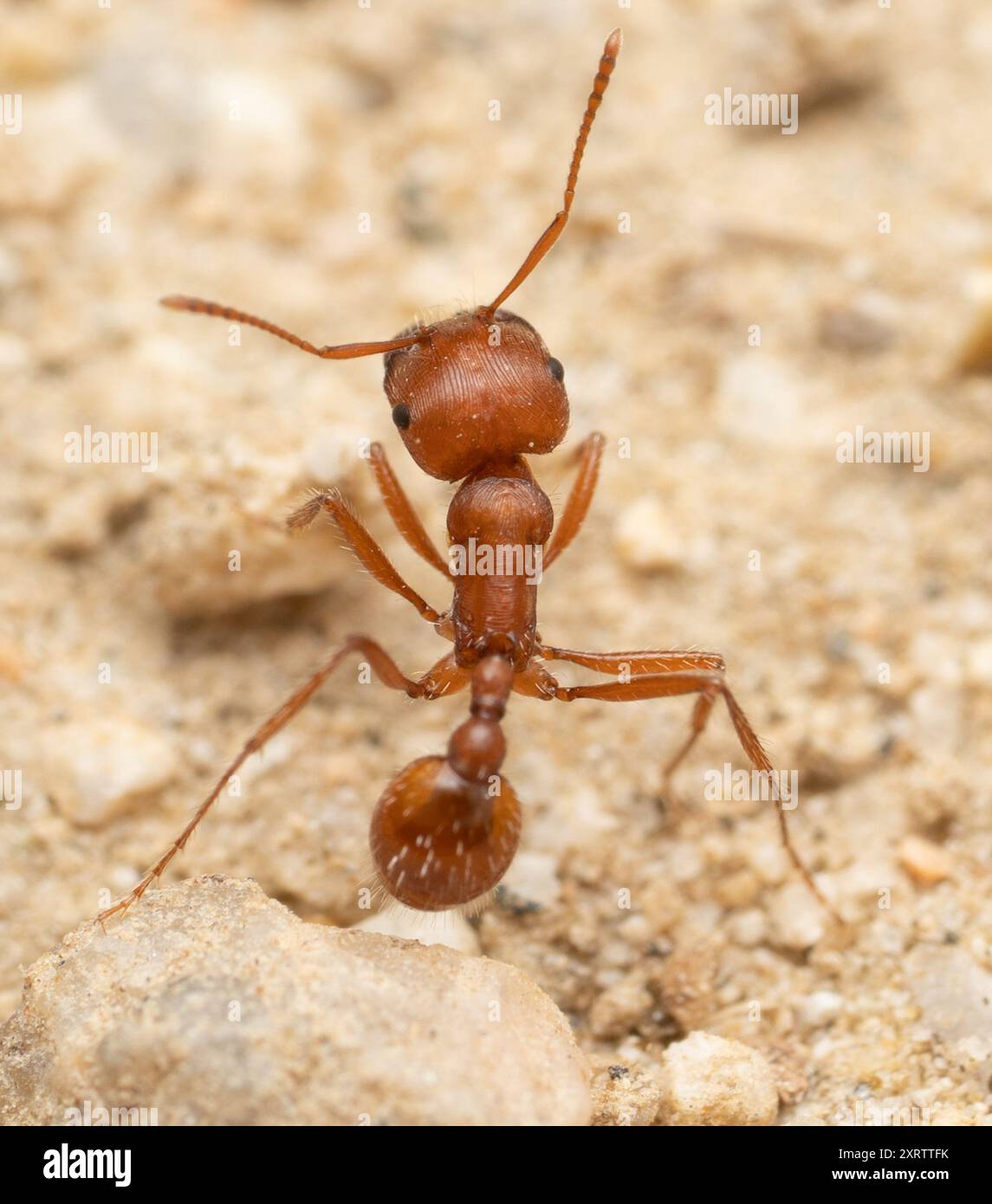 Typical American Harvester Ants (Pogonomyrmex) Insecta Stock Photo - Alamy
