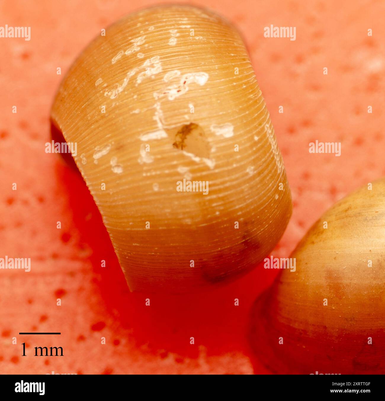 Ramshorn snails (Planorbidae) Mollusca Stock Photo - Alamy