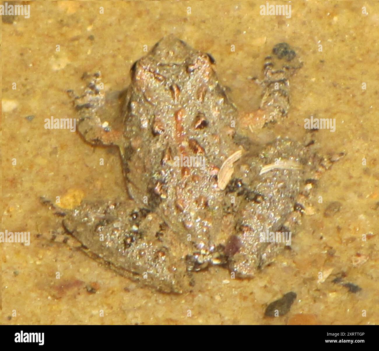 Northern Cricket Frog (Acris crepitans) Amphibia Stock Photo - Alamy
