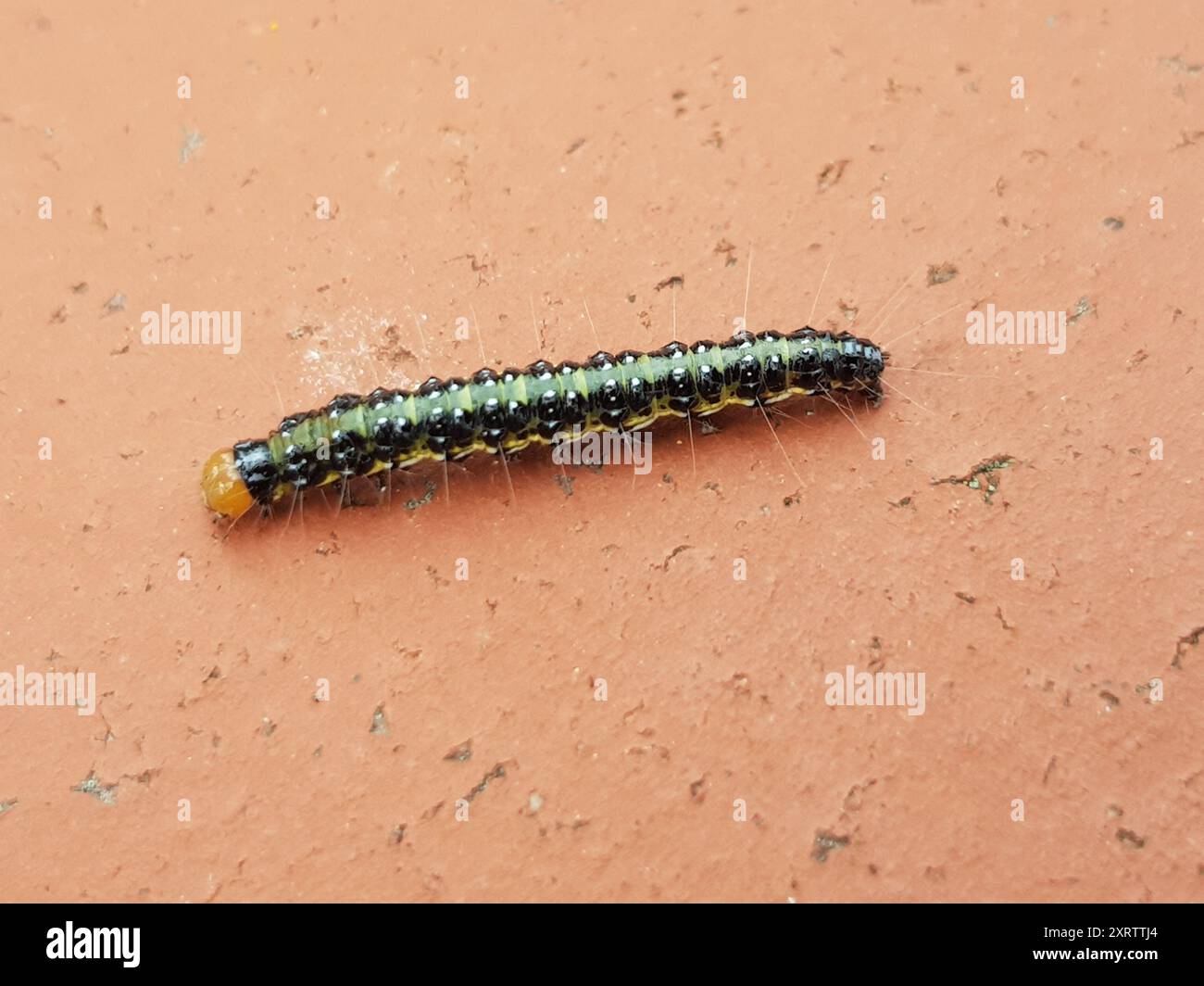 Kowhai moth (Uresiphita maorialis) Insecta Stock Photo - Alamy