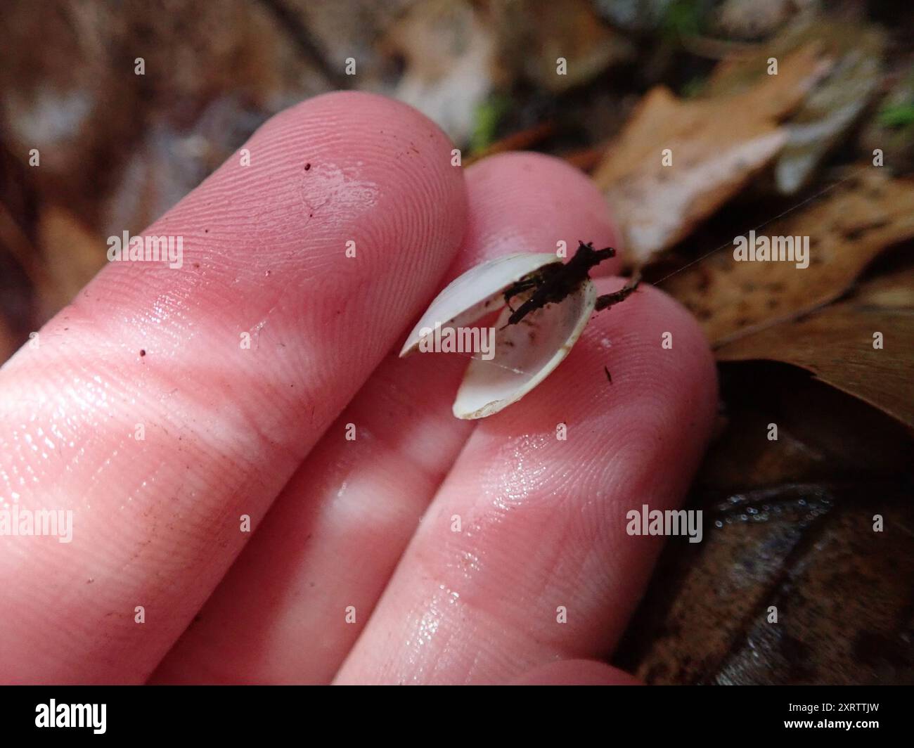 Tellins and Allies (Tellinidae) Mollusca Stock Photo - Alamy