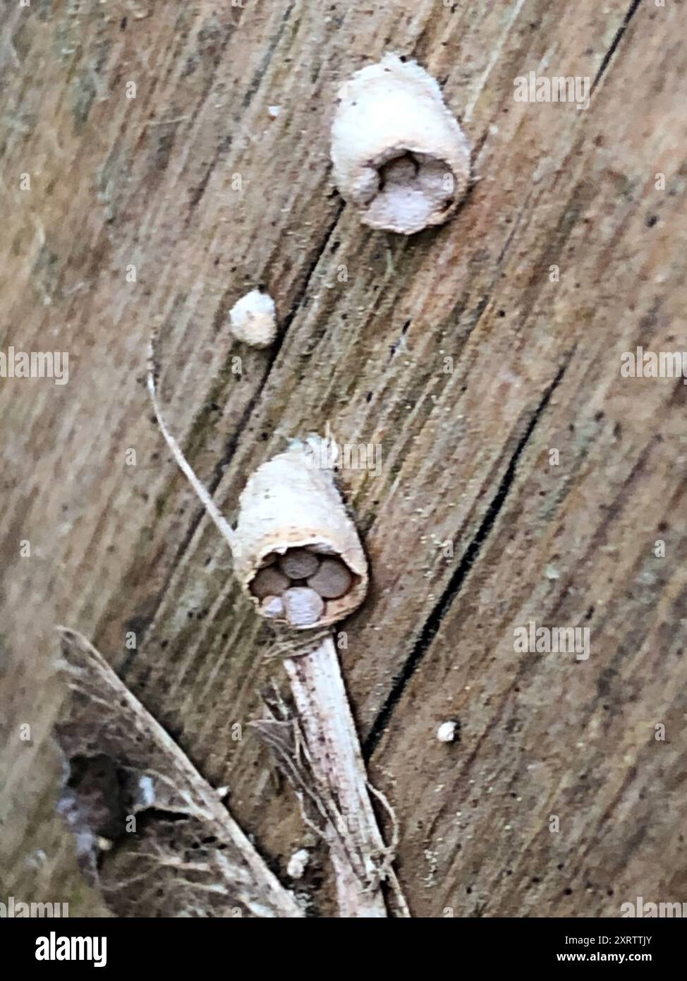 bird's nest fungi (Nidulariaceae) Fungi Stock Photo - Alamy