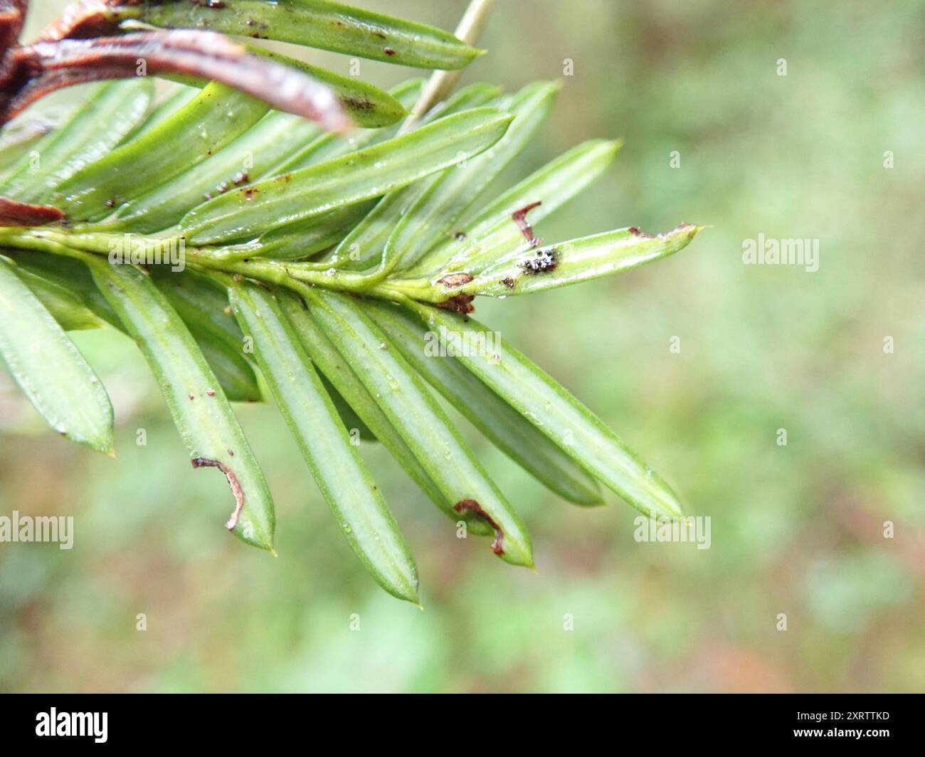 Pacific yew (Taxus brevifolia) Plantae Stock Photo - Alamy