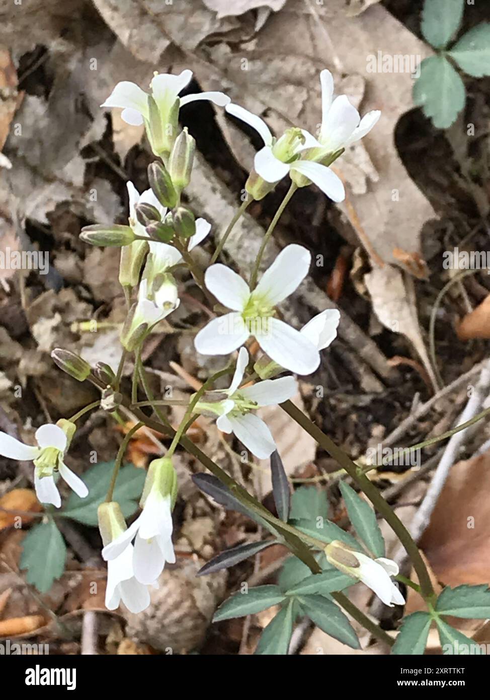 Slender toothwort (Cardamine angustata) Plantae Stock Photo - Alamy