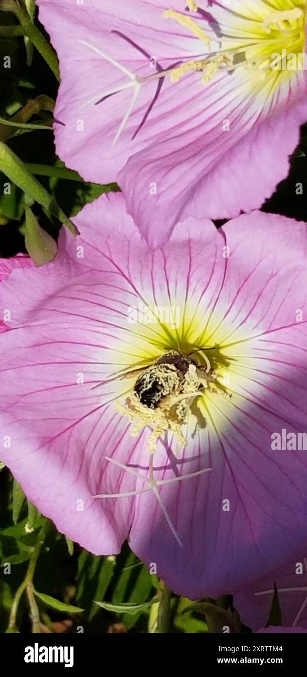 Bees (Anthophila) Insecta Stock Photo - Alamy