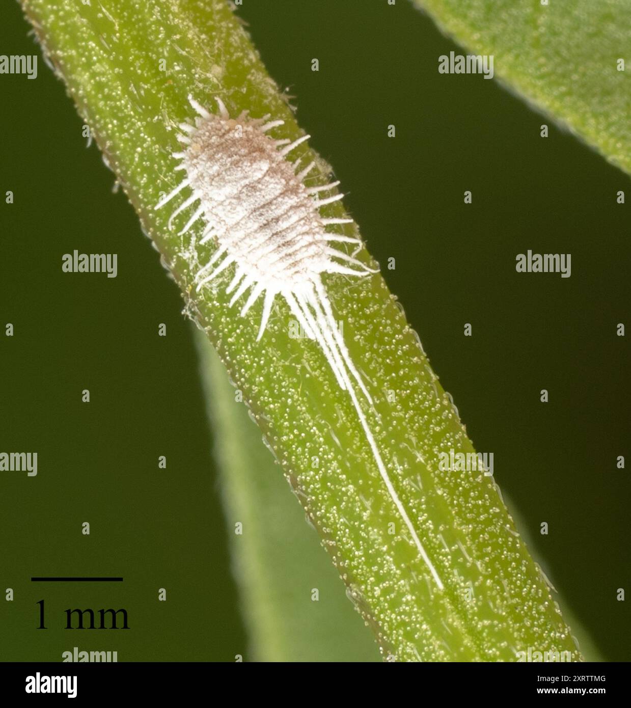 Pseudococcus longispinus hi-res stock photography and images - Alamy