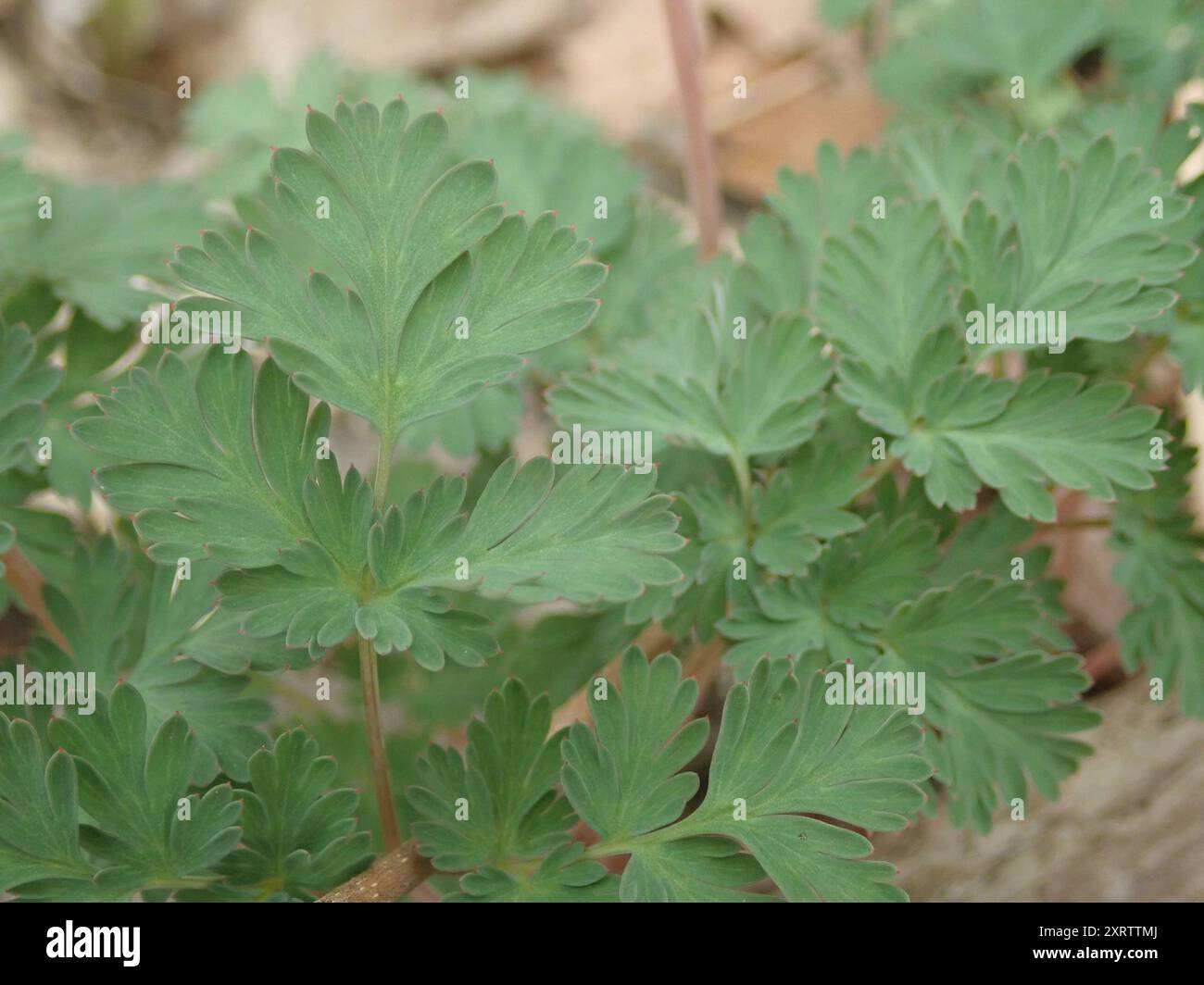 Dutchman's breeches (Dicentra cucullaria) Plantae Stock Photo - Alamy