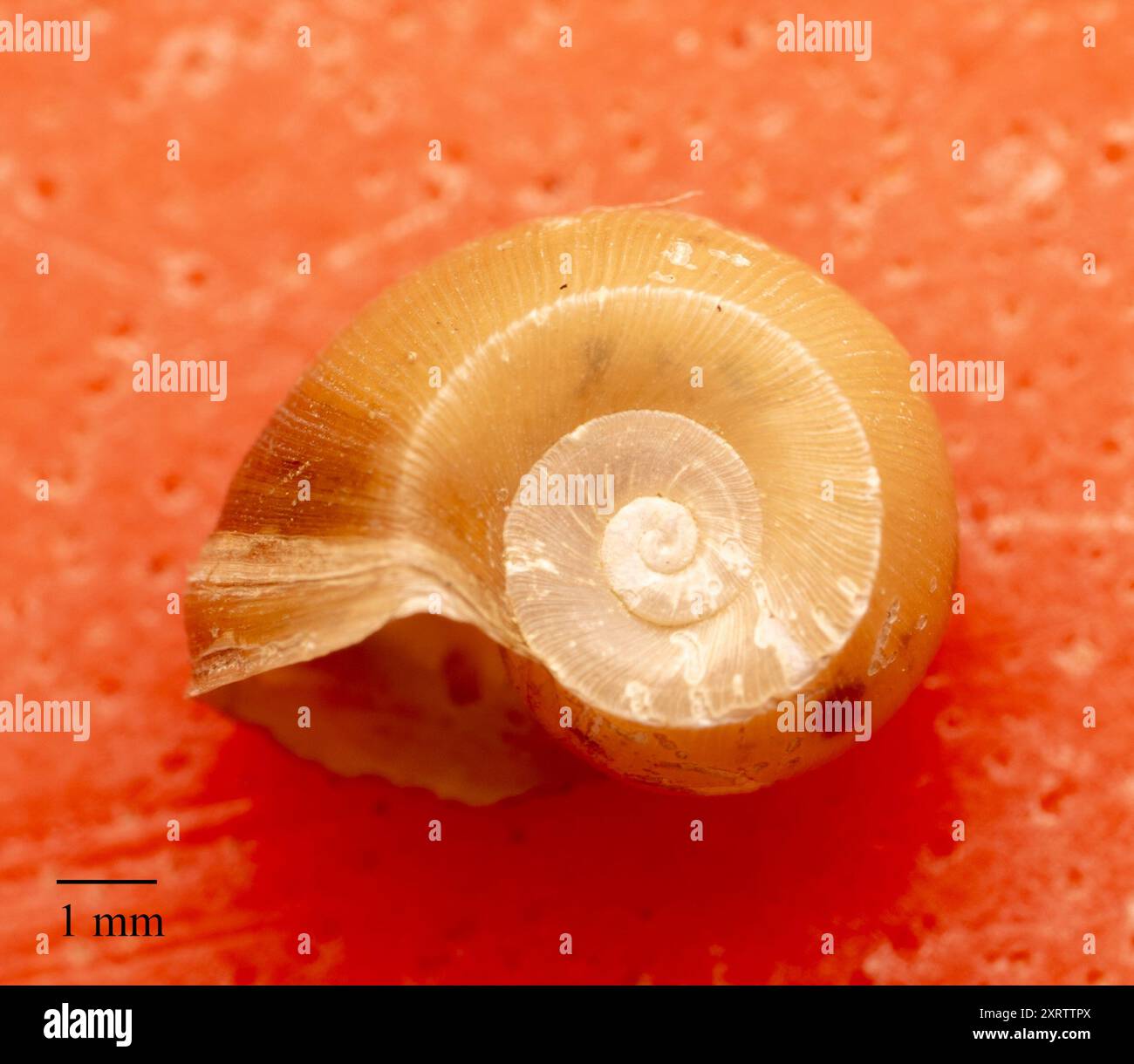 Ramshorn snails (Planorbidae) Mollusca Stock Photo - Alamy