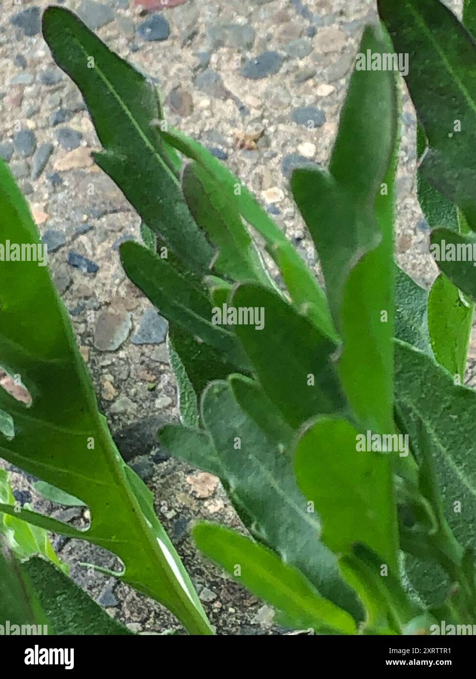 Perennial Wall-rocket (Diplotaxis tenuifolia) Plantae Stock Photo - Alamy