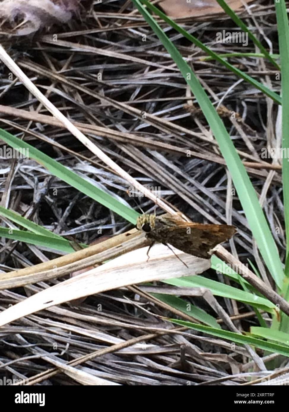 Whirlabout (Polites vibex) Insecta Stock Photo - Alamy